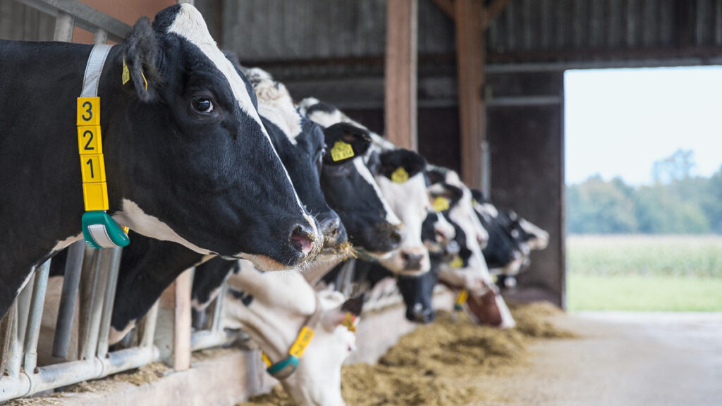 GEA CowScout bandos valdymo sistema – SV Technika